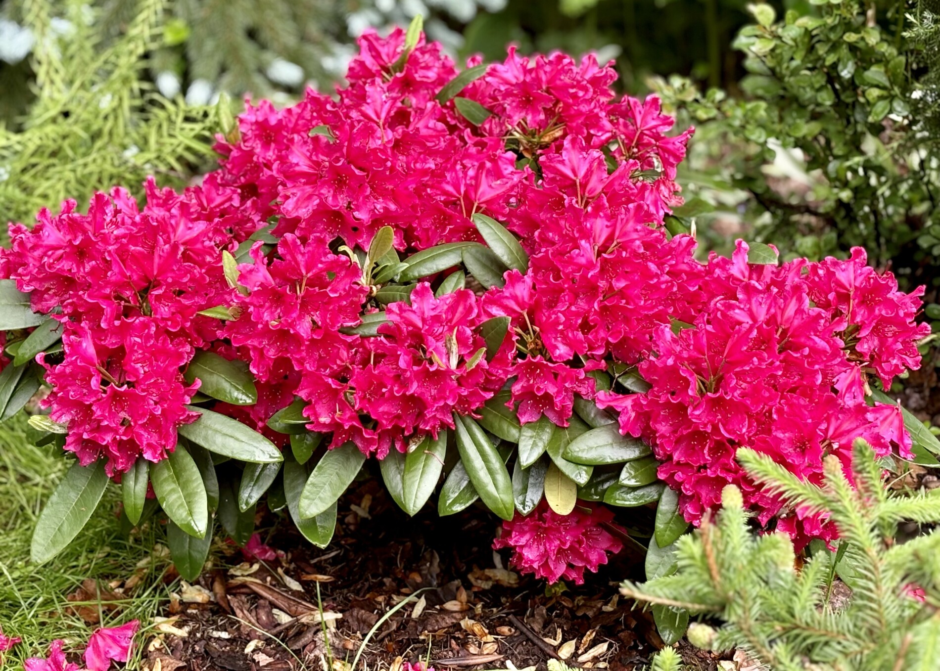 Rhododendron Neon Kiss 2024 - Твой Сад Хостинг изображений